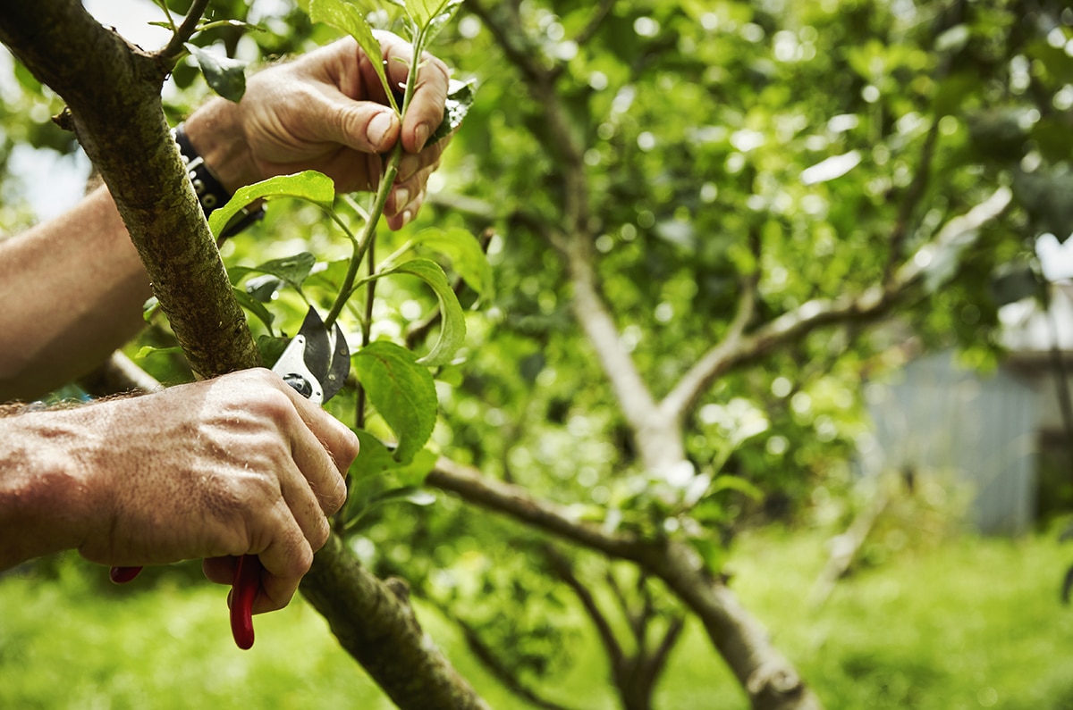 Tout savoir sur la taille des arbres fruitiers - Lantana Paysage
