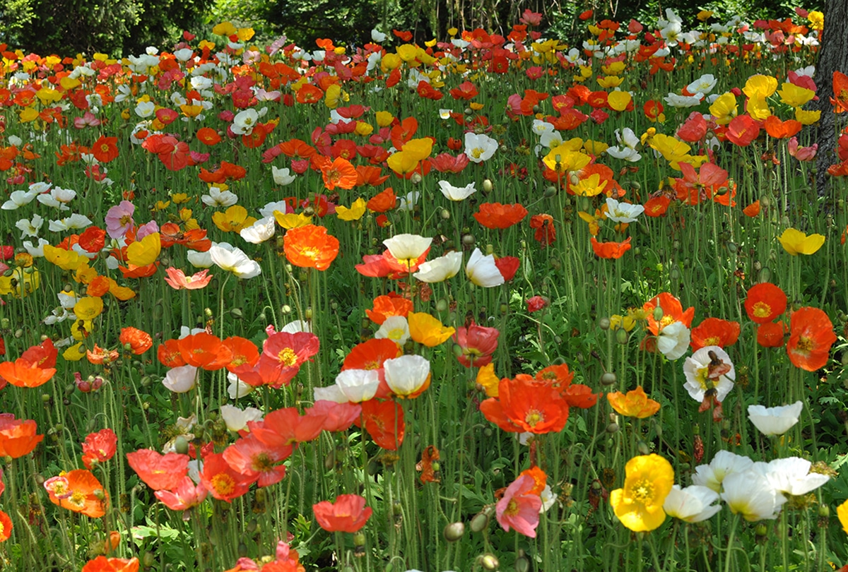 Les bienfaits du coquelicot - Lantana Paysage