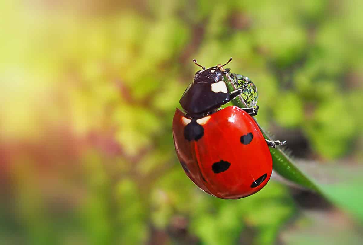 Ce qu’il faut savoir sur la coccinelle - Lantana Paysage